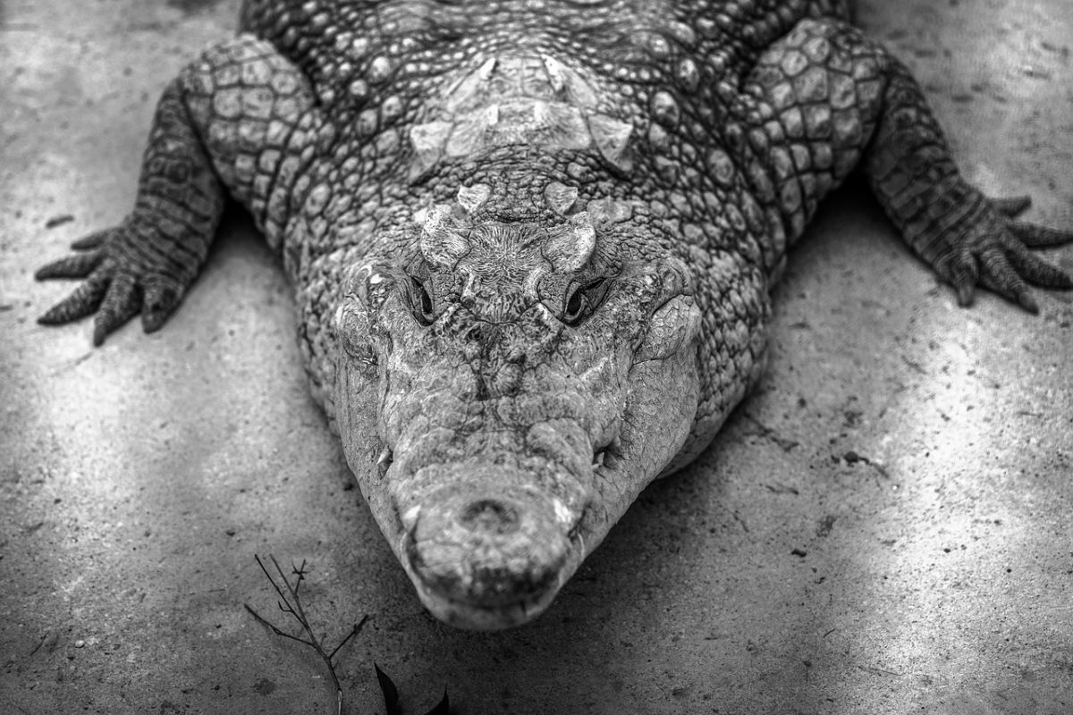 Biz Tips: Why I Only Hire People With ‘Alligator Blood’ | BizAtomic